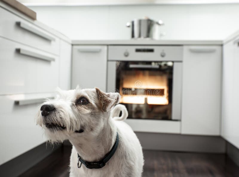 Dog in a kitchen stock image. Image of animal, anticipation - 30463045