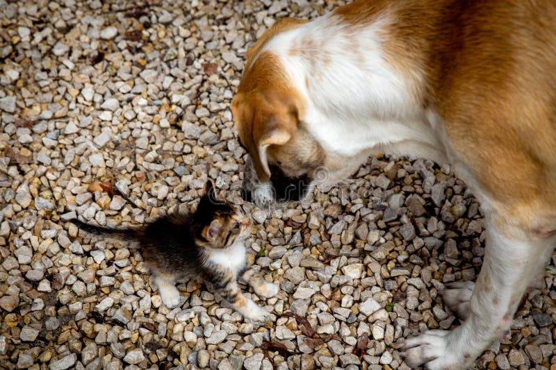 Dog and Kitten Sniffing Each Other Stock Photo - Image of kisses ...