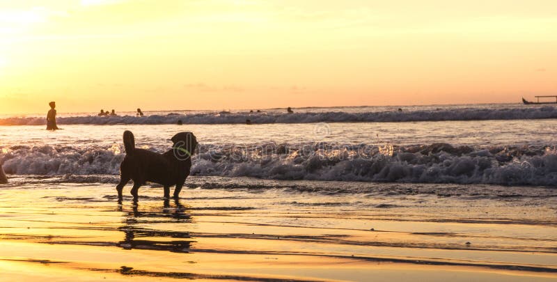 Dog in Kuta Bali stock image. Image of cavalierking - 245325655