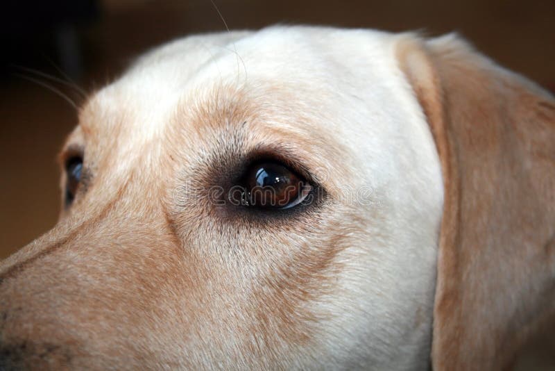 Dog Labrador stock photo. Image of friend, retriever, yellow - 4655940