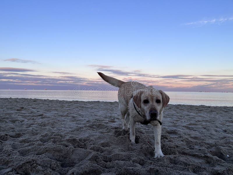 Dog labrador on the beach editorial photography. Image of coast - 295983872