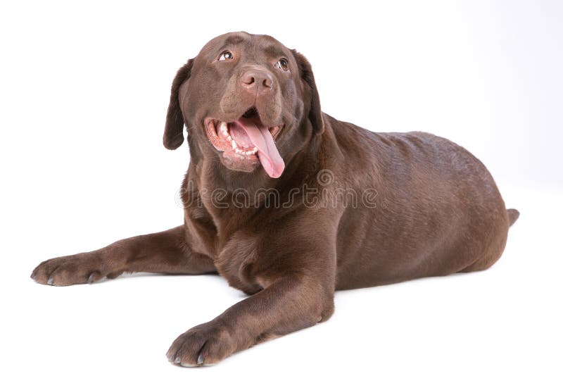 Dog Labrador Brown on White Background Stock Photo - Image of ...