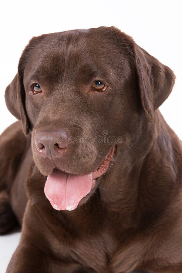14,398 Brown Labrador White Background Stock Photos - Free & Royalty ...