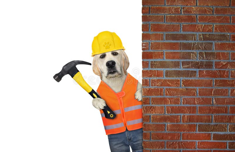 Dog Labrador Builder with Hammer Near Brick Wall Stock Image - Image of ...