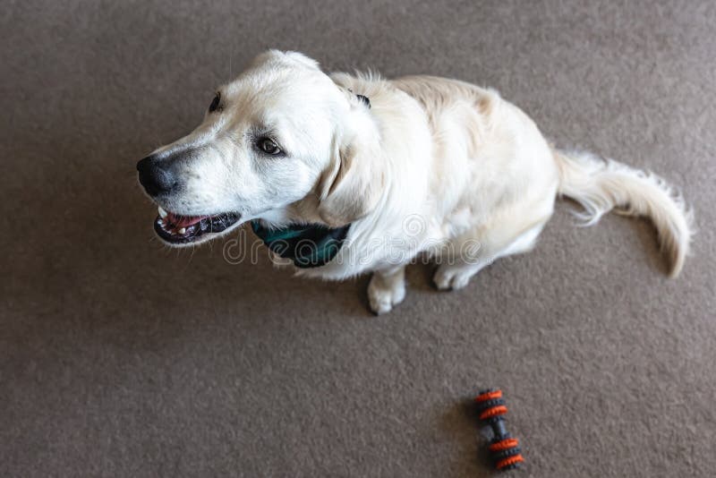 Dog Labrador Close-up in the Interior of the House. Stock Photo - Image ...