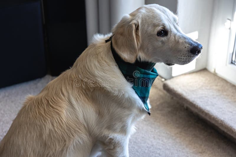 Dog Labrador Close-up in the Interior of the House. Stock Photo - Image ...