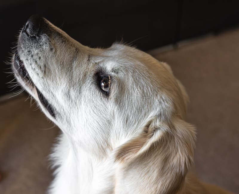 Dog Labrador Close-up in the Interior of the House. Stock Image - Image ...