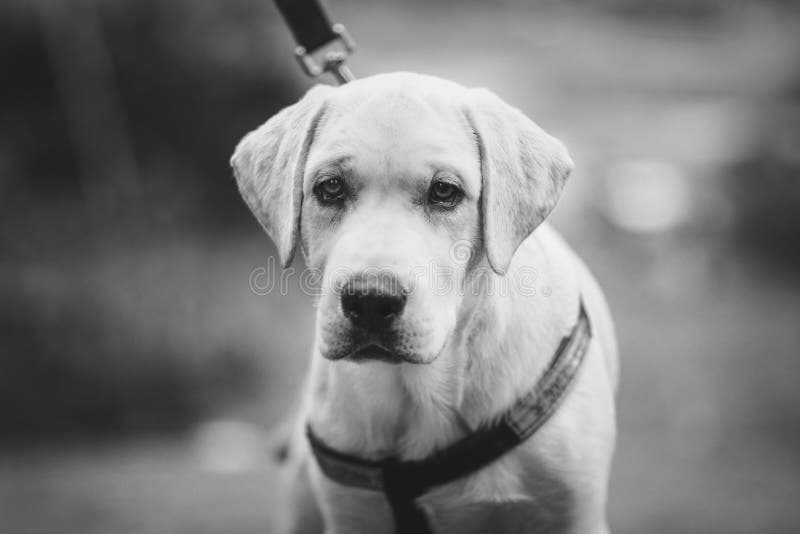 The Dog Labrador Retriever Four Months in the Outdoor Stock Photo ...
