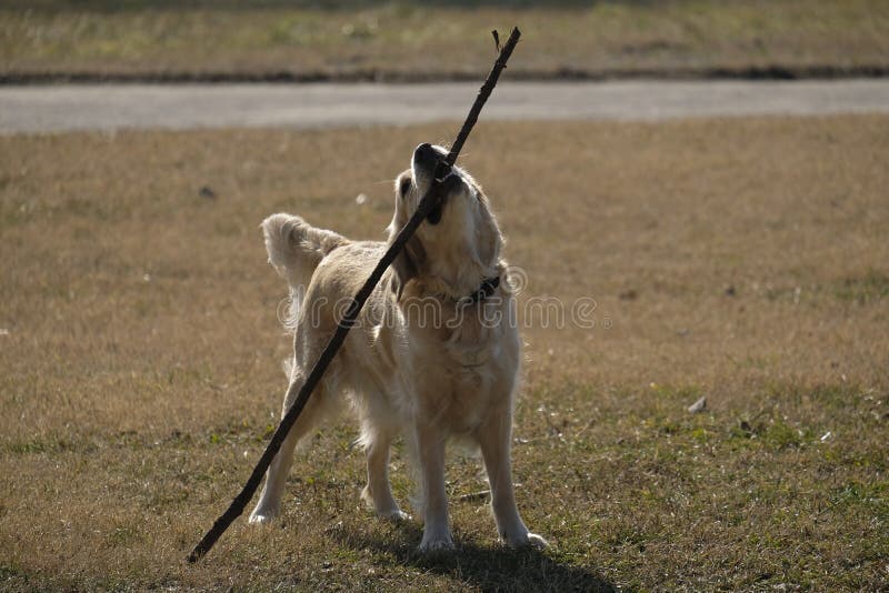 Dog Labrador Retriever Playing or Biting a Stick in a Sunny Day at the ...