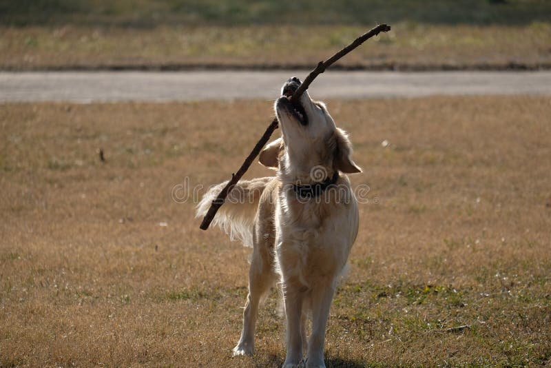 Dog Labrador Retriever Playing or Biting a Stick in a Sunny Day at the ...