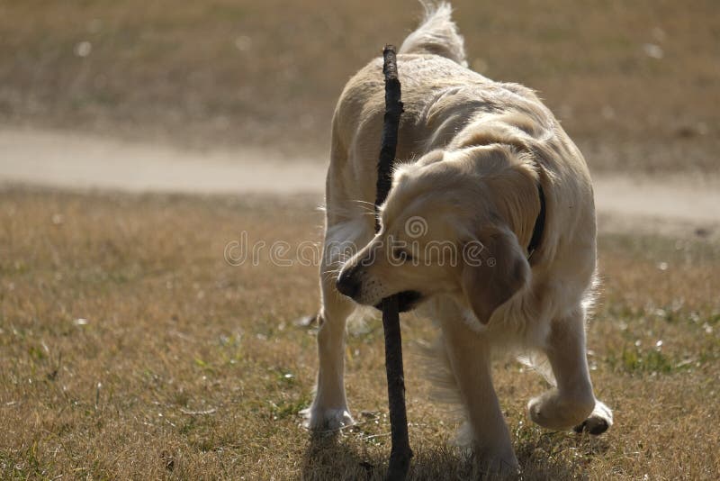 Dog Labrador Retriever Playing or Biting a Stick in a Sunny Day at the ...