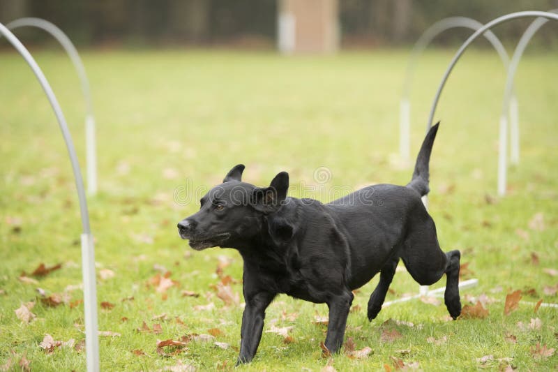 Dog, Labrador Retriever, Running in Hooper Competition Stock Image ...