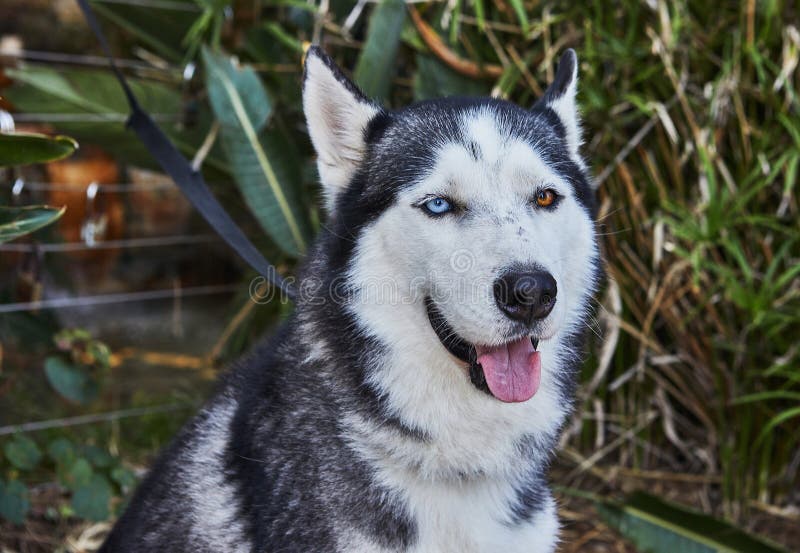 Dog of the Laika Breed with Multi-colored Eyes Sits on the Street Stock ...