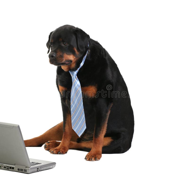 Dog Using a Laptop Computer Isolated on White Stock Photo - Image of ...