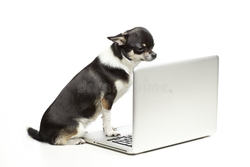 Dog computer stock photo. Image of humor, hacker, puppy - 23851888