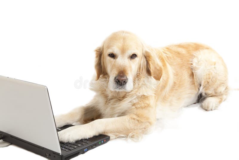 Dog with a laptop stock photo. Image of technology, humorous - 29348398