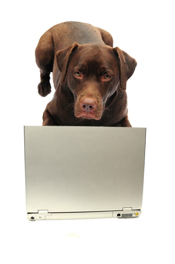 Dog and laptop stock photo. Image of labrador, chocolate - 7536558