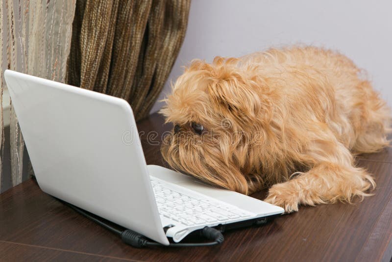 Dog and a laptop stock photo. Image of animals, internet - 39321234