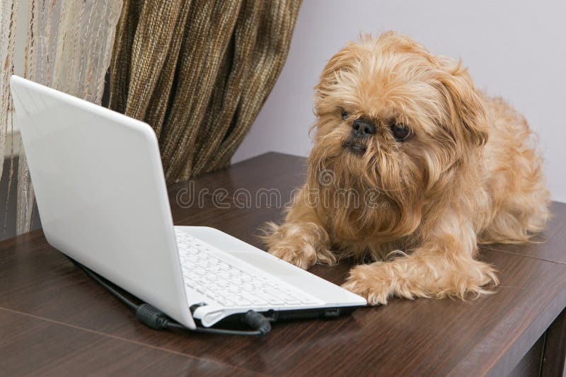 Dog and a laptop stock photo. Image of keyboard, yellow - 39321236