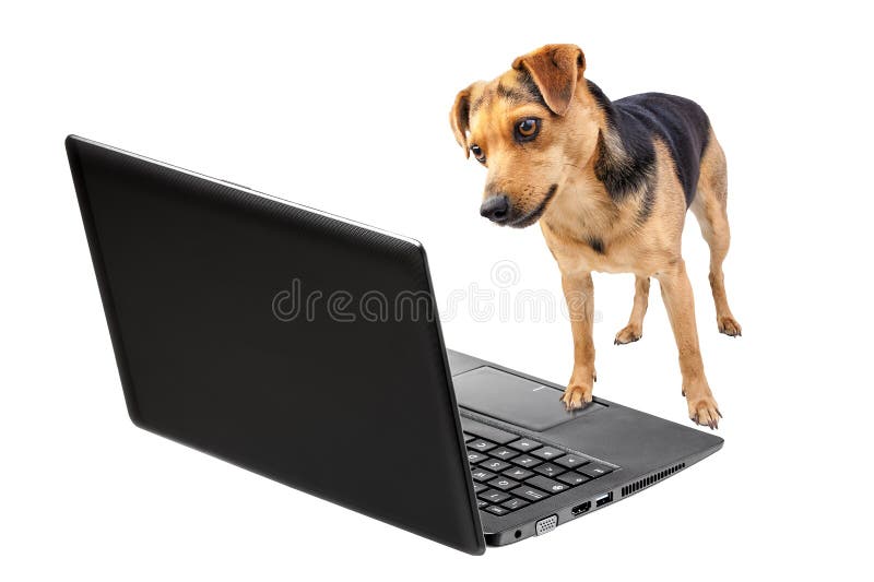 Dog Laptop Computer Working Isolated Stock Photo - Image of coat, body ...