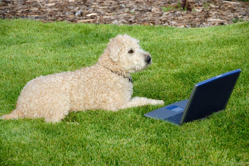 Dog with laptop in meadow stock photo. Image of laptop - 3529048