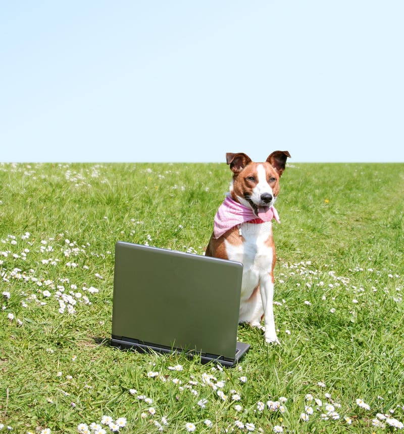 Very funny dog stock image. Image of humor, shot, russell - 41629641