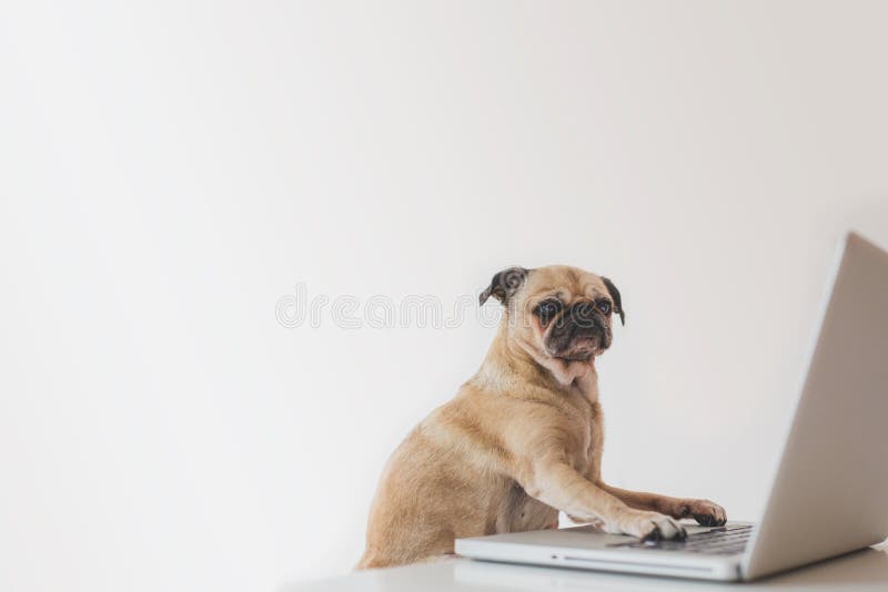 Dog with laptop stock image. Image of flooring, laptop - 237336483