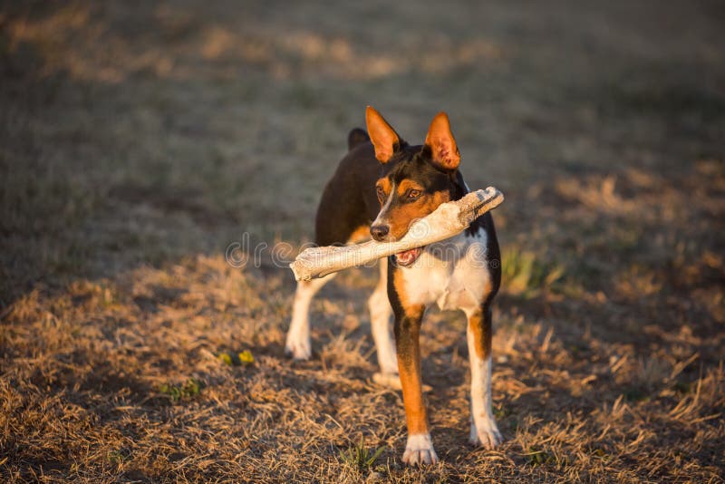 Dog with Large Bone in Yard Stock Image - Image of cute, bone: 135492461