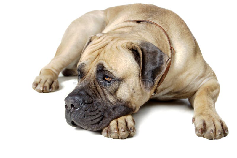 English Mastiff Dog. Side View Stock Image - Image of large, portrait ...