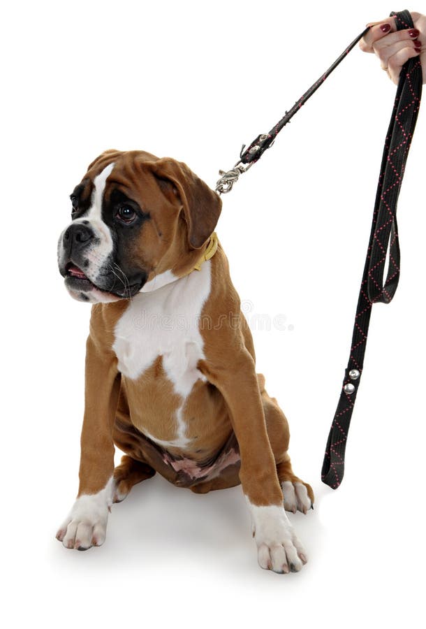 Dog is Large Breed. Photography Studio on White Stock Photo - Image of ...