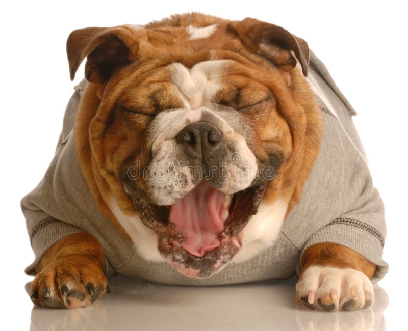 Dog laughing stock photo. Image of companion, funny, purebred - 7118912