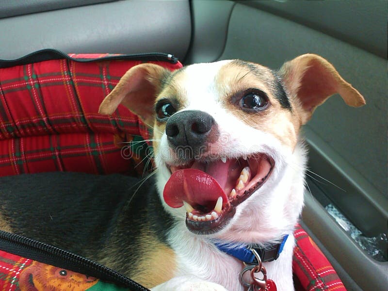 Dog laughing stock photo. Image of small, happy, cute - 39309986