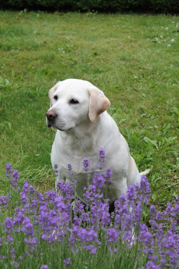 Dog with lavender stock photo. Image of retriever, green - 32576758