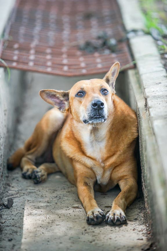Dog stock photo. Image of fierce, puppet, crawl, rottweiler - 78685268