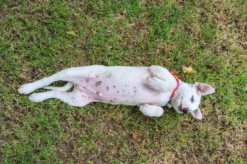 Dog lay on back from above stock photo. Image of back - 89103270