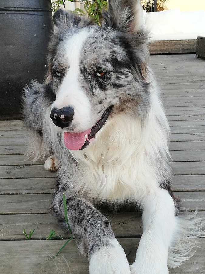 Dog layer bicolor cut stock image. Image of hound, snout - 194643243