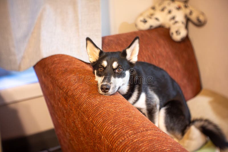 A Dog Laying Against the Back of the Couch Stock Photo - Image of ...