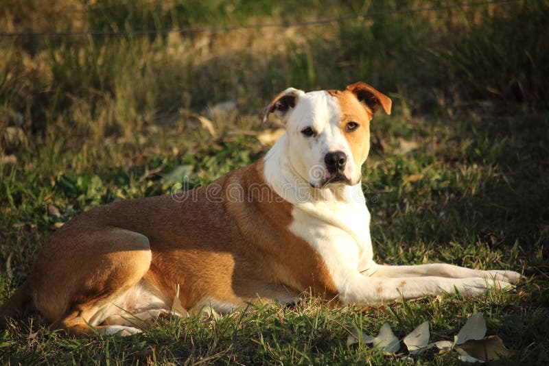 Dog laying stock image. Image of laying, canine, alert - 78763643