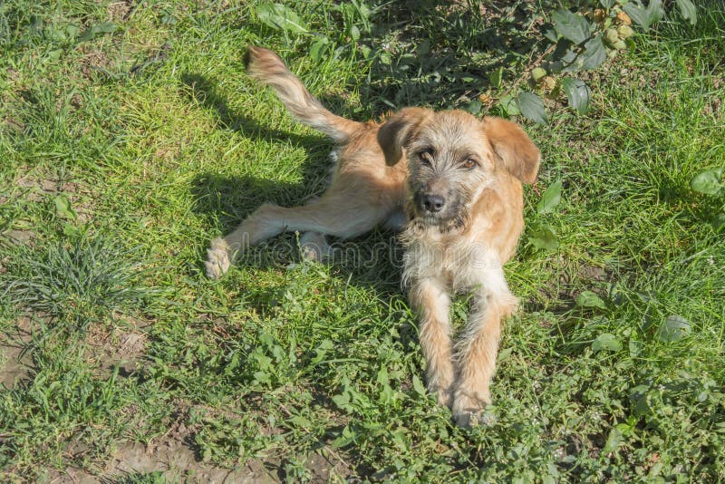 Dog laying stock image. Image of lying, mixed, laying - 78924643