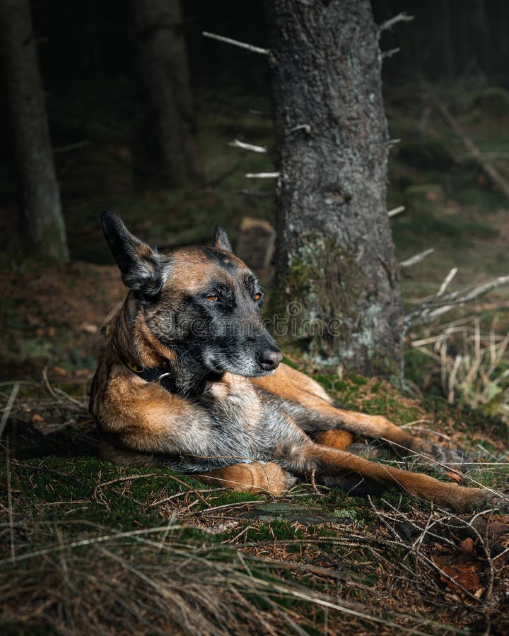 The Dog is Laying Down in the Forest Under the Tree Stock Photo - Image ...