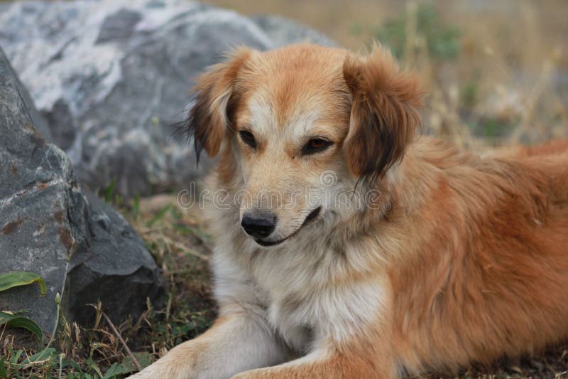 The Dog is Laying Down in Front of the Large Rock Stock Image - Image ...