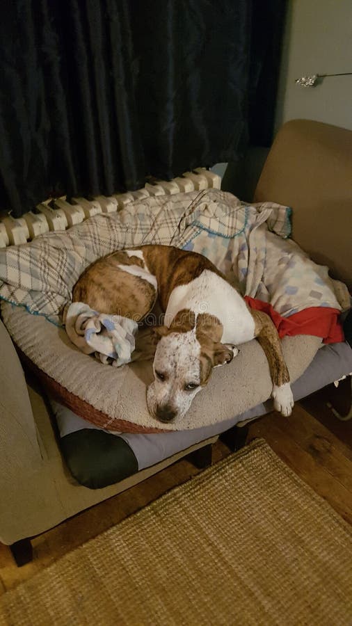 Dog Laying Down Looking Cute Stock Image - Image of mammal, furniture ...