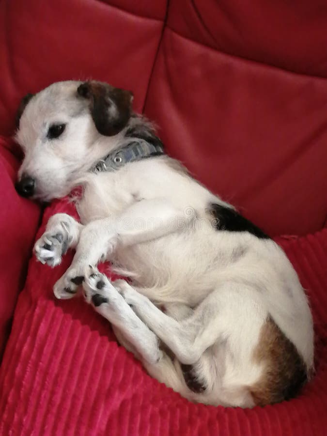 Dog laying down relaxed stock photo. Image of laying - 217113970