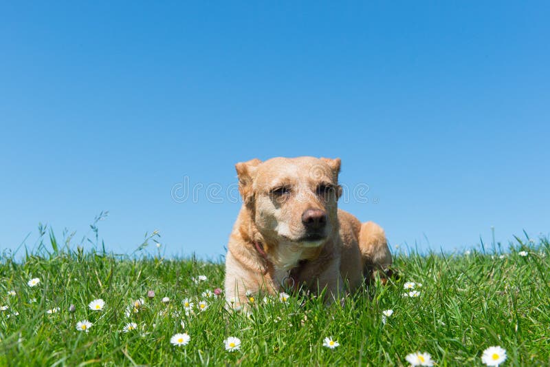 Dog laying in grass stock image. Image of grass, landscape - 52105085