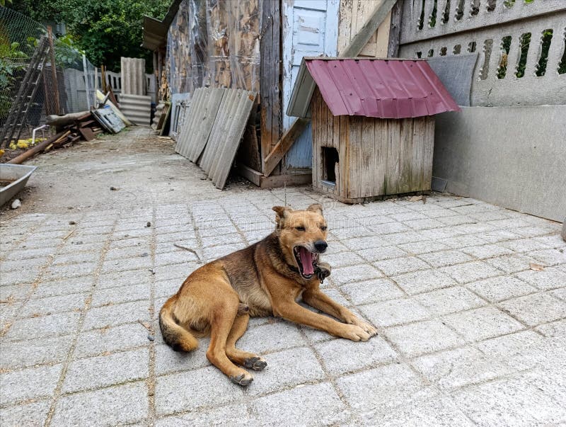 A Dog Laying on the Ground in Front of a Dog House Stock Image - Image ...