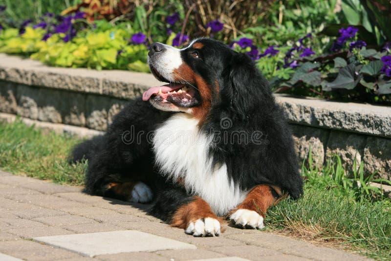 Dog Laying Looking Backward Stock Image - Image of grass, pets: 37566597