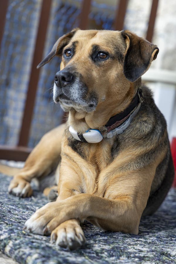 Dog Sitting Studio Its Head Tilted One Side Stock Photos - Free ...