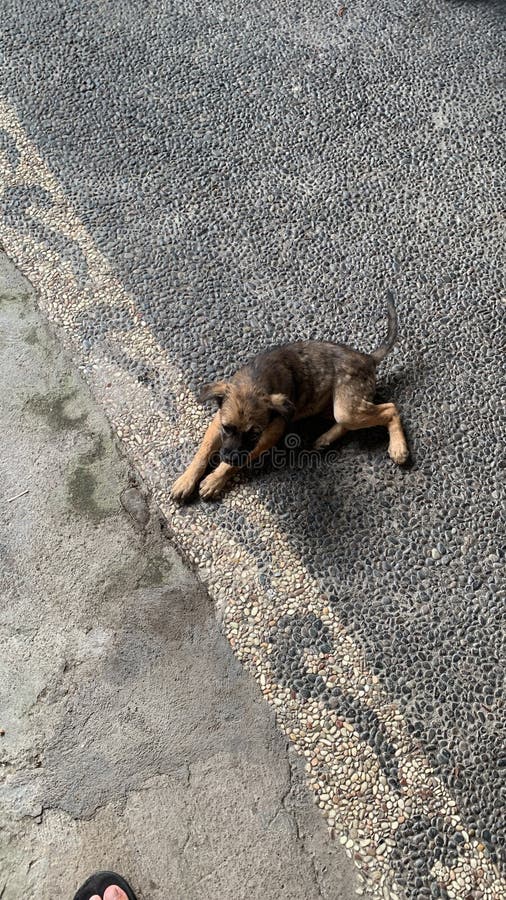 Dog lazy time stock photo. Image of lazy, sitting, time - 261908876