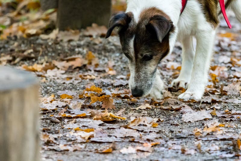 Dog on the Leach of Its Owner Stock Photo - Image of animal, shepherd ...