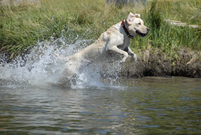 Dog Leaping in To the Water. Stock Image - Image of running, labrador ...